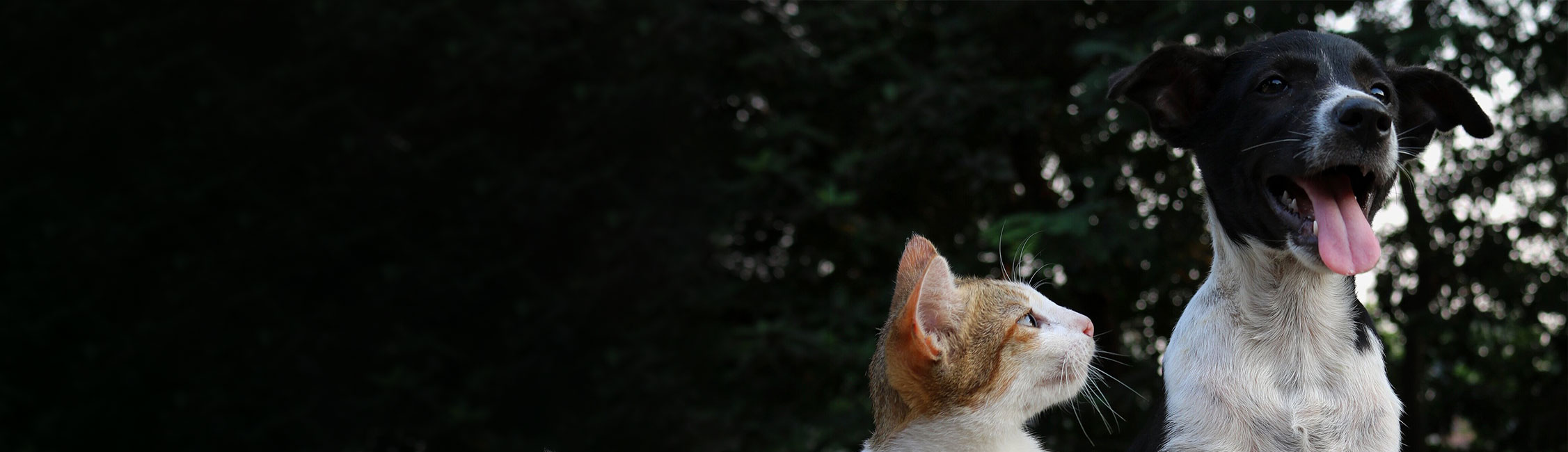 Pet Age Calculator - Stoke Veterinary Hospital